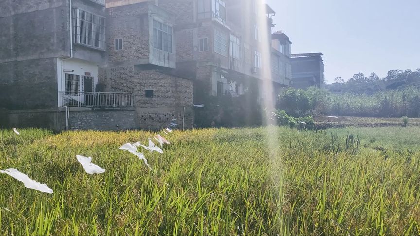 广西农村:跟拍3个月的水稻终于成熟了,来看看收成怎样?