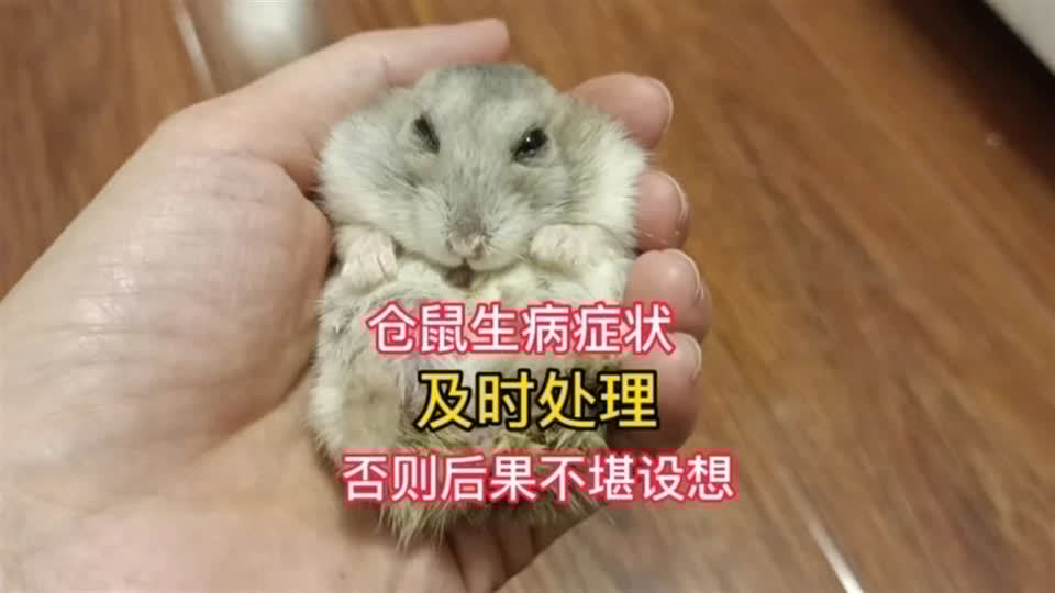 仓鼠有这些症状,可能生病了,一定要及时处理