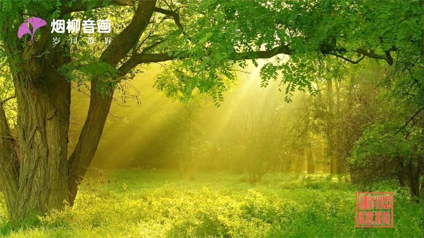 唯美纯音乐丨森林之歌 唯美得让人心醉,就像柔软的风穿心而过!
