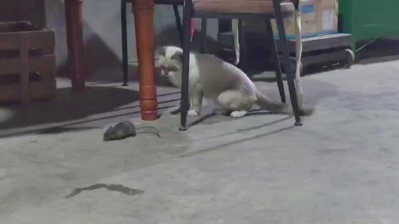 #猫抓老鼠精彩画面。#原创视频。#可爱的小猫猫 #