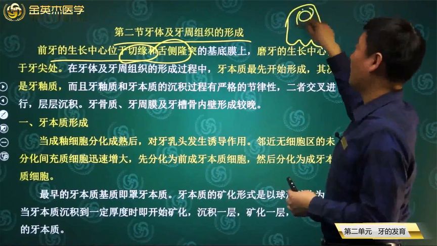 元牙的发育02牙体及牙周组织的形成01牙本质、牙釉质的形成