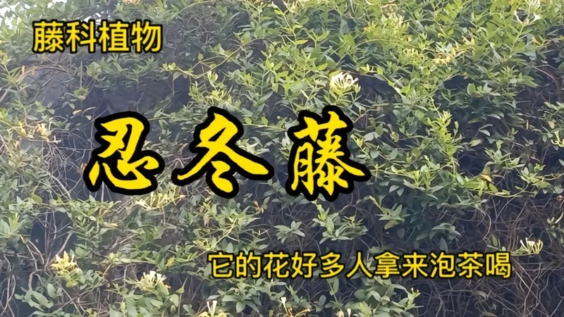 这里忍冬藤有十几年,它花可以泡茶喝,有谁知道它花叫什么名字