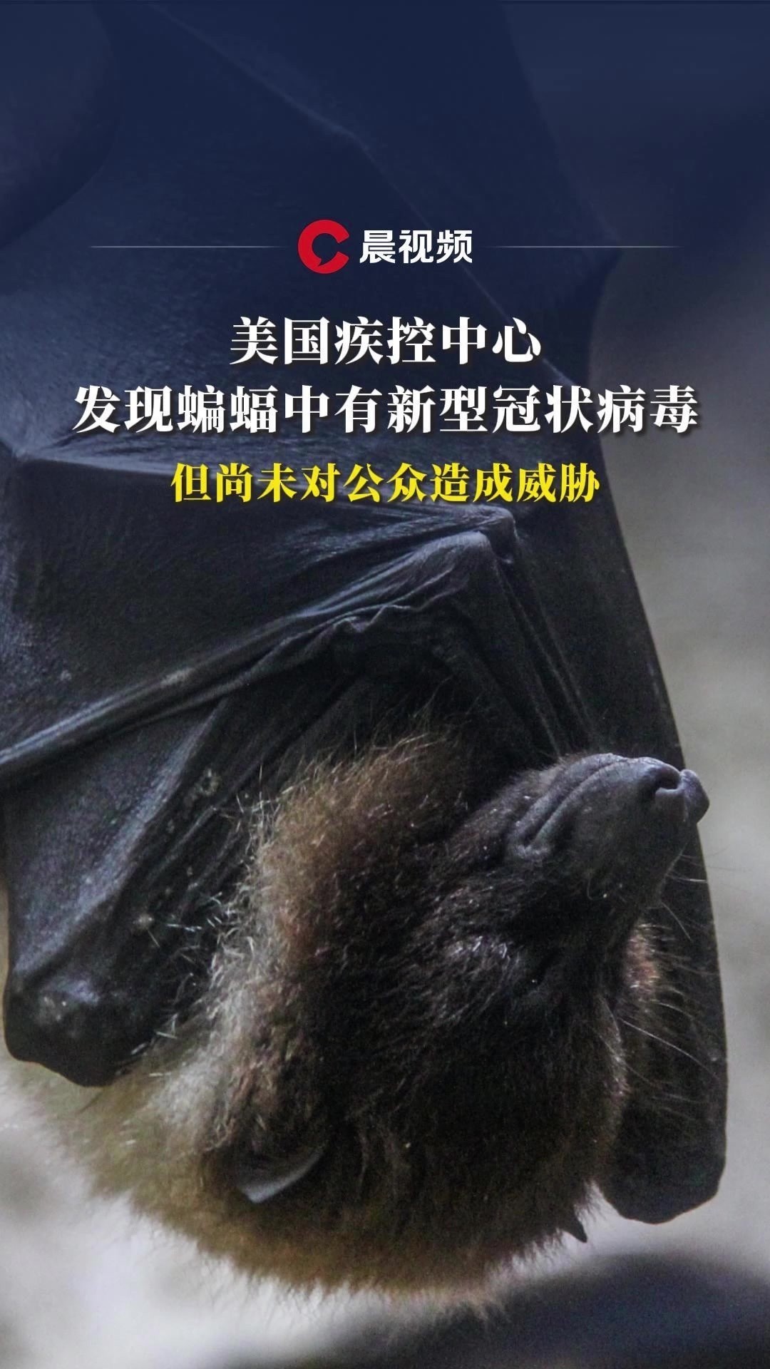 美国疾控中心发现蝙蝠中有新型冠状病毒,但尚未对公众造成威胁