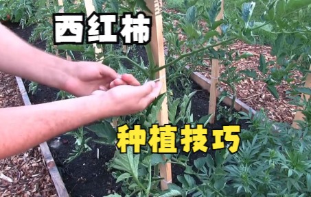 为什么要给西红柿绑上绳子?有什么作用吗?