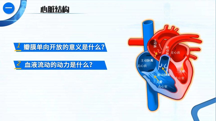 人体生理学:血液循环-4.1 心脏泵血原理和过程