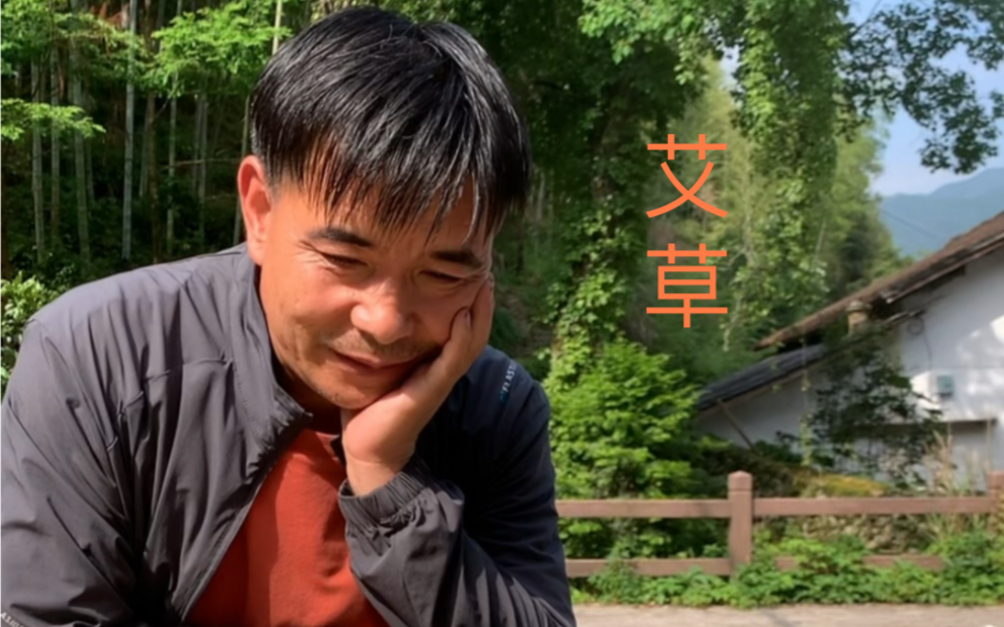 艾草的用法,艾条的做法,你会了吗?