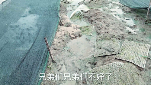 农村大叔播种的水稻谷苗,这下好了育秧都没了,损失1000多块