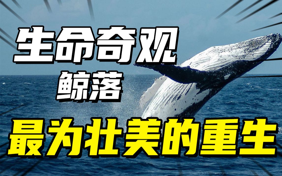 鲸落:世上最浪漫的死亡,数万海洋生物靠其生存,却惨遭人类捕杀