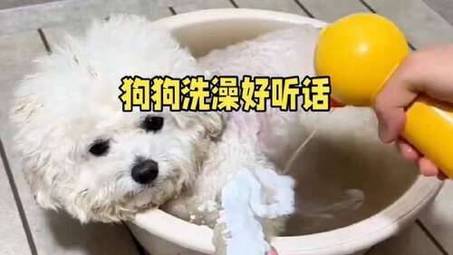 萌翻了!狗狗洗澡全程超配合,乖到让人想偷回家!