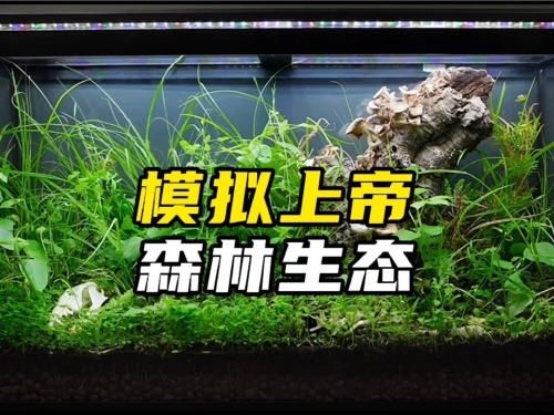 上帝模拟器:用100天的时间打造一个森林生态系统