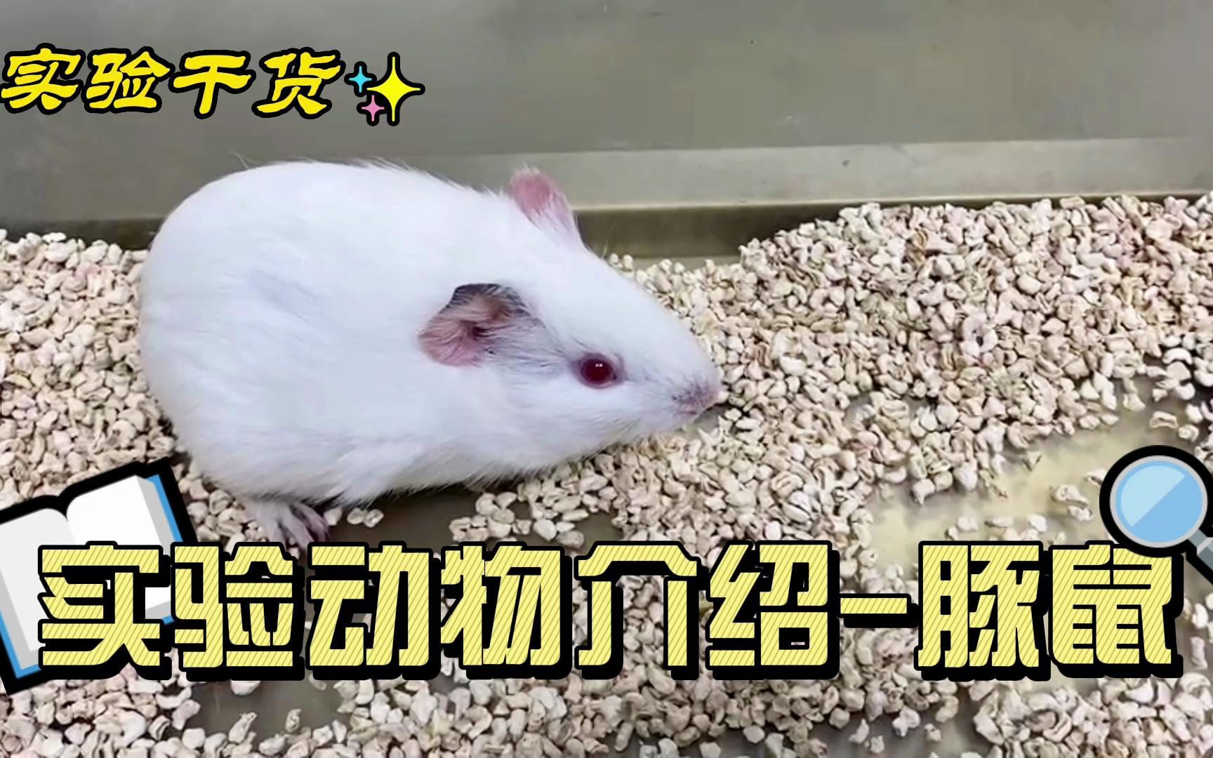 【生物医学实验室日常】分享一下实验室新到的豚鼠,超可爱的~