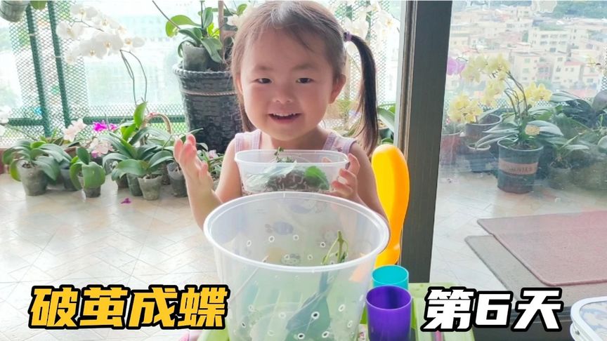 大青虫变色不吃叶子,网购50条蚕宝宝,女儿问捡漏哥如何分公母?