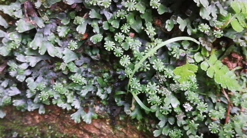 地钱作用很强大,一分钟了解地钱