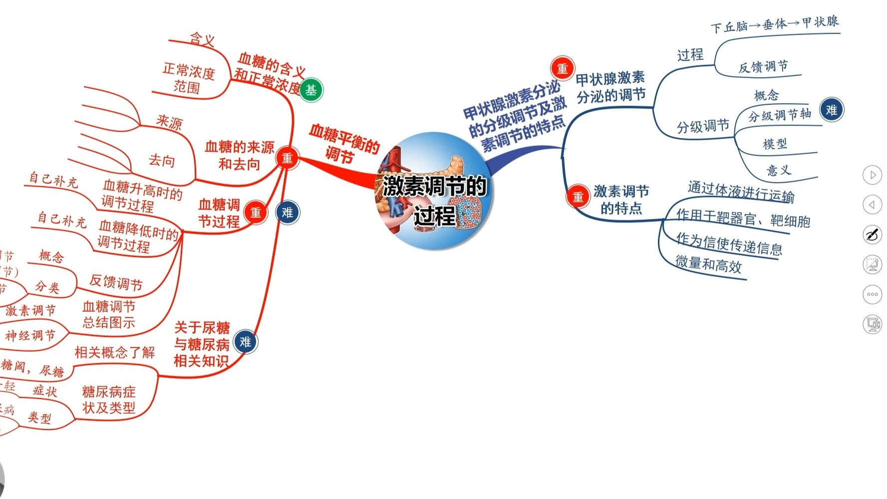 3.2 激素的调节的过程 第3节课