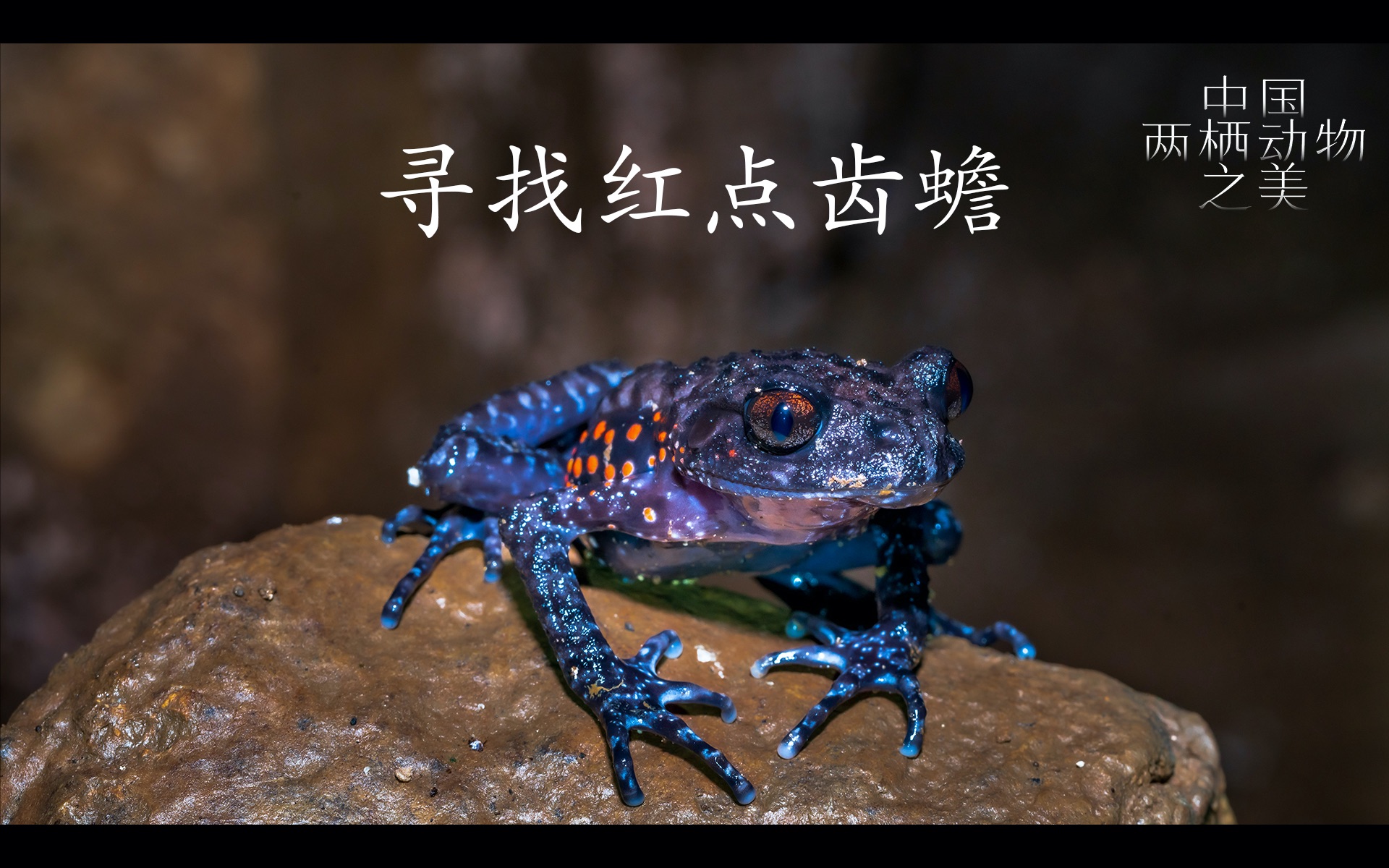中国两栖动物之美|寻找红点齿蟾