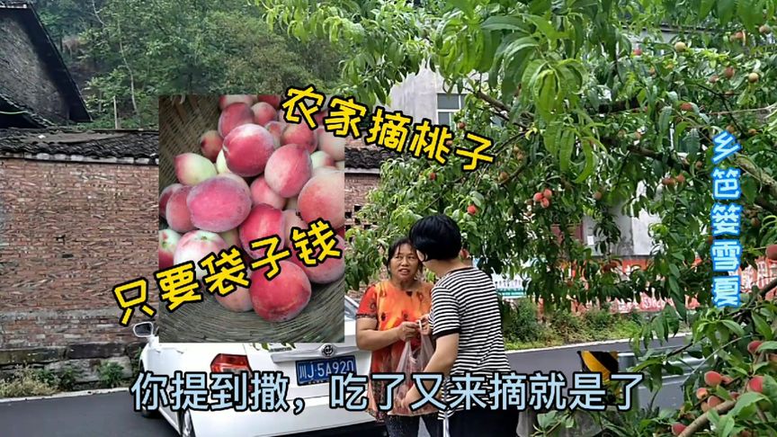 四川农家摘桃子,不收桃子钱只要袋子钱,这事你遇到过吗