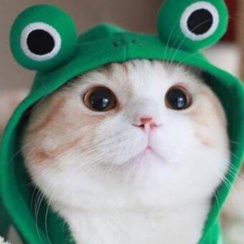 小猫的家常便饭 