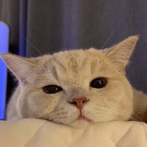 IT行业研究员 