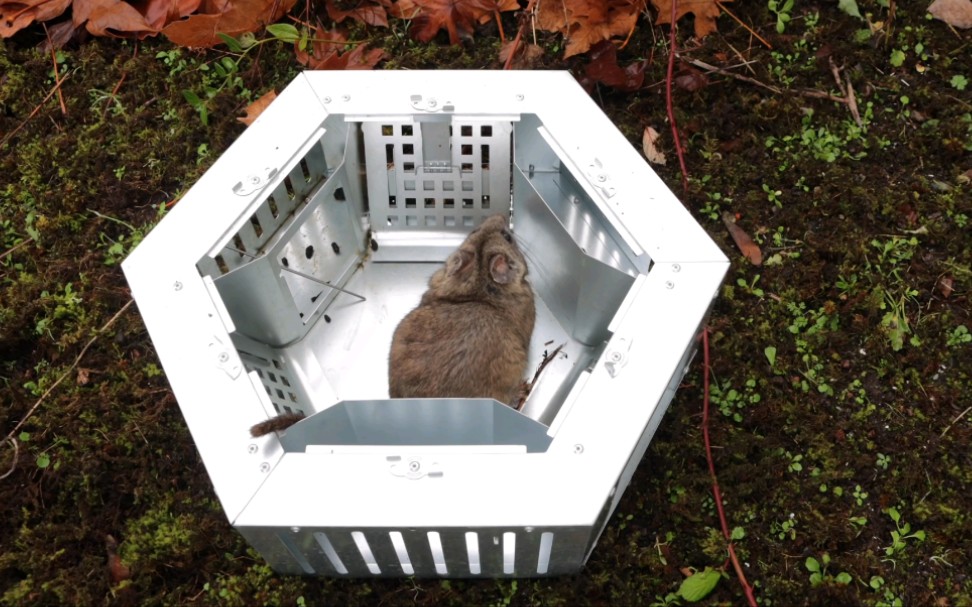 老外测试来自中国的捕鼠笼。你见过吗?效果到底怎么样?