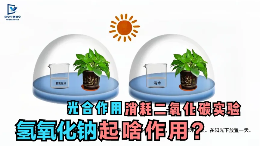 光合作用消耗二氧化碳实验中,氢氧化钠溶液起啥作用呢?看看吧