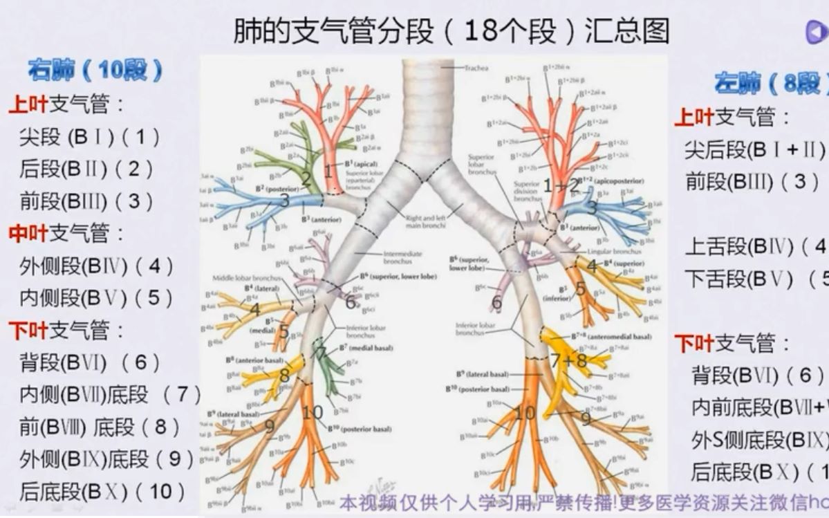 断面解剖肺CT-肺的支气管在胸片上的分段