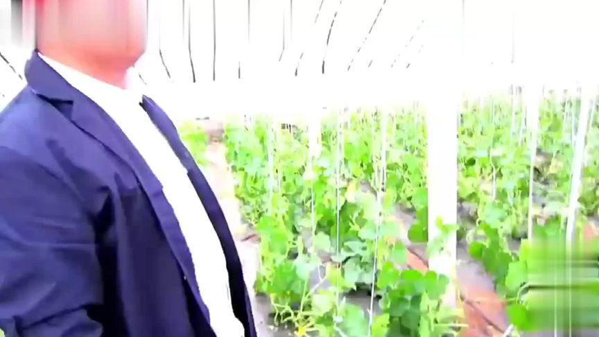 农业高手:大棚蔬菜种植技术之吊秧技术学习