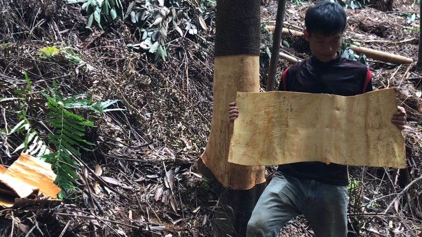 大桂树剥皮,一棵能剥上百斤,桂皮一米多宽 又厚又大