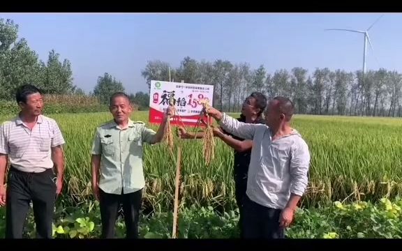 优质高产水稻种 佳一福稻1588 抗旱性强耐低温抗倒性强结实率高米质优