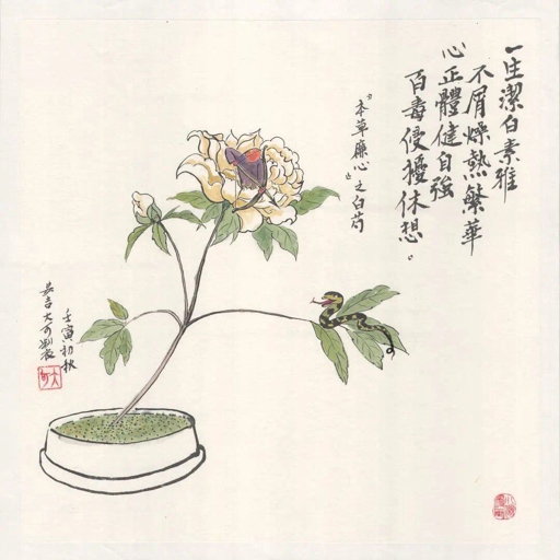中医博士严哈哈 