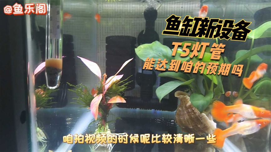鱼缸新设备T5灯管相较于灯带,那种更适合?