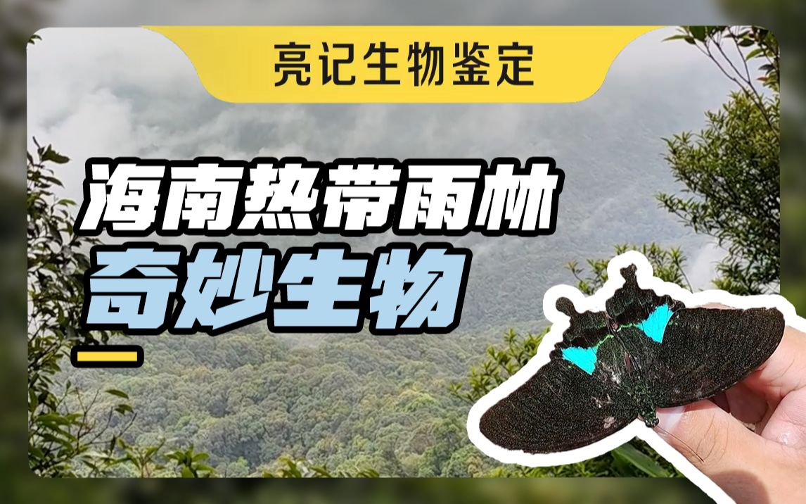 在海南热带雨林国家公园,遇到了这些了不得的生物