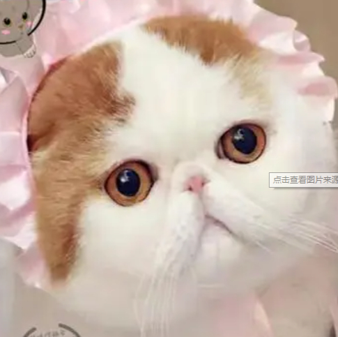 加菲猫爱玩游戏姬 