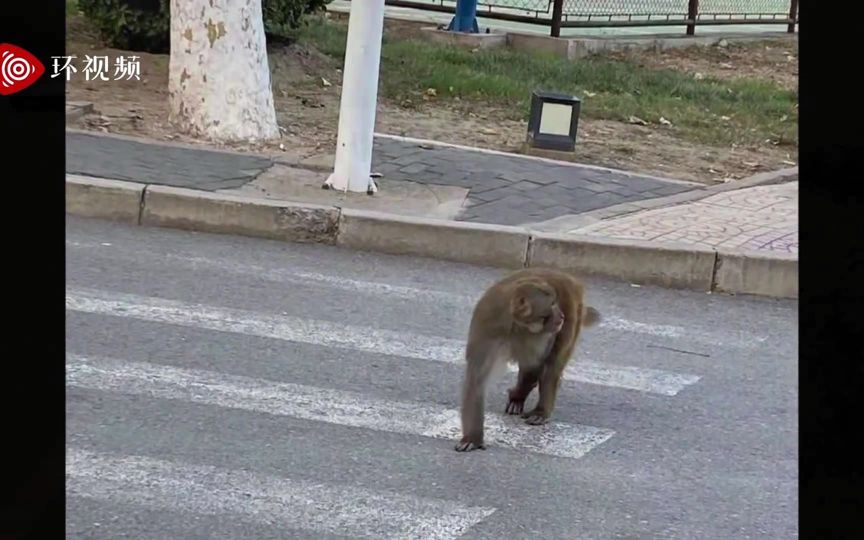 北京闹市有猴出没!相关部门表示:正在抓捕