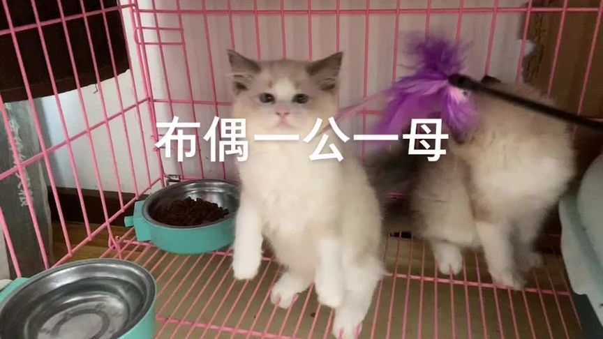 双色布偶一公一母,猫里面性格最好的品种#布偶 #布偶猫找家
