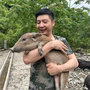 林中有猪