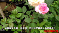 月季花茶可舒肝解郁、活血调经