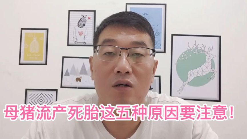 母猪流产死胎有一种原因让人无法接受!这五大原因大家一定要注意
