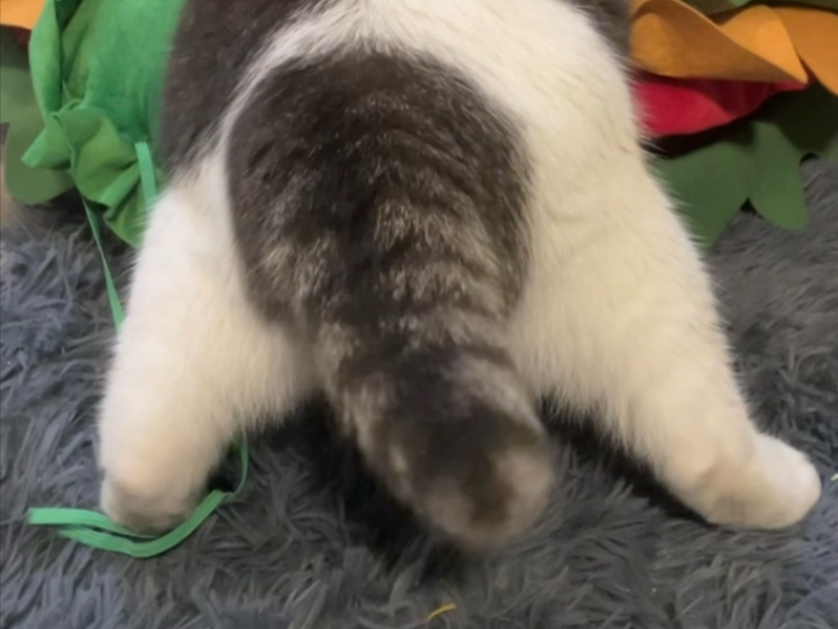 宝宝摇尾巴也不摸摸嘛…