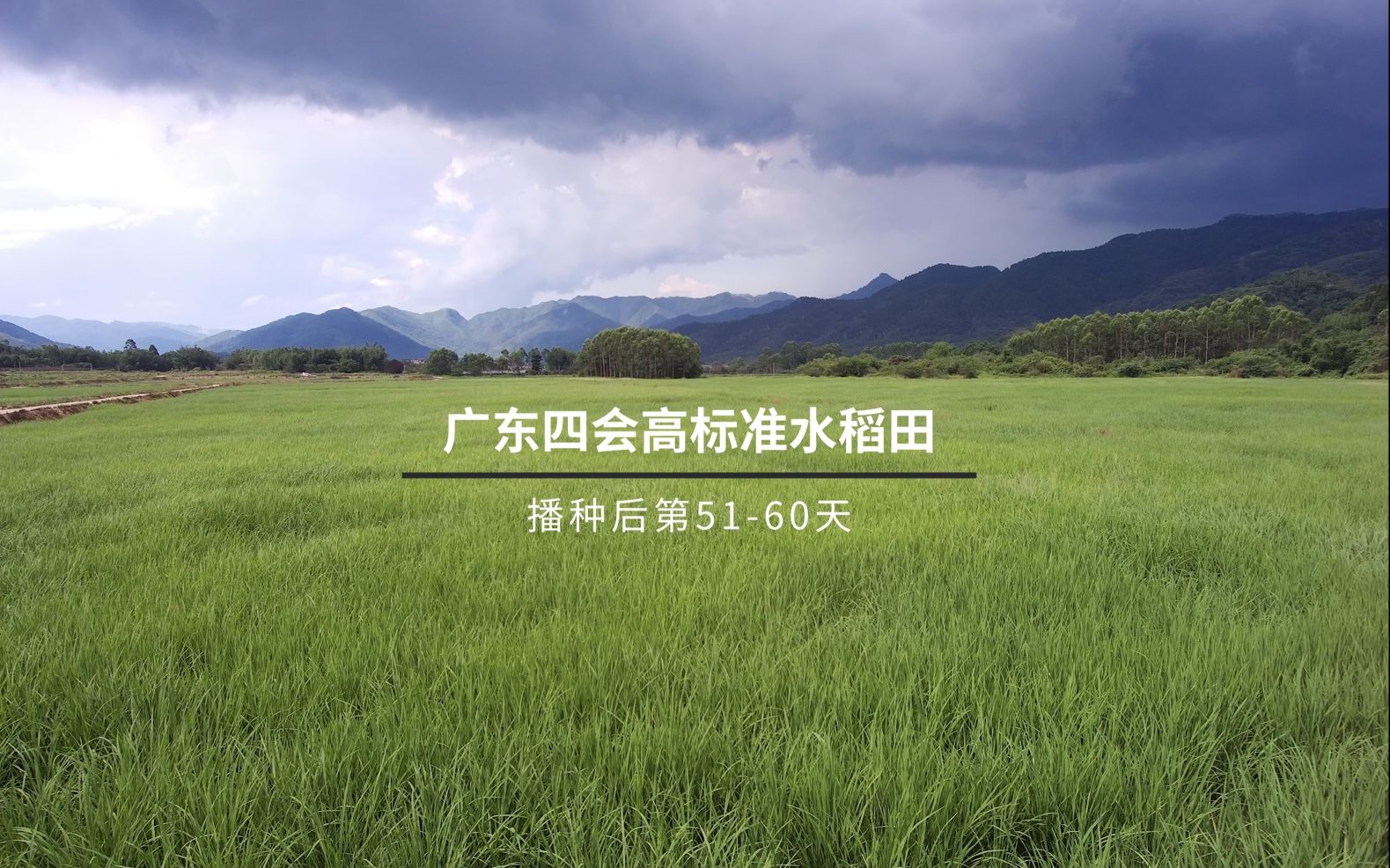 我10天拍了850张照片的水稻生长,每一刻都不想错过!