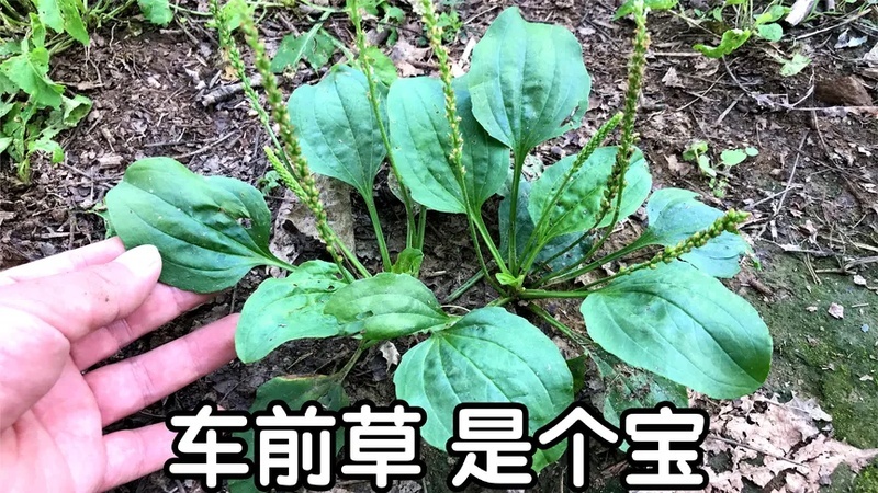 好多人还不知道"车前草"的用途看完这个视频你就明白了!