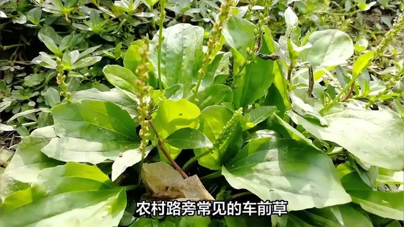 农村路旁常见的车前草,究竟有什么用处?