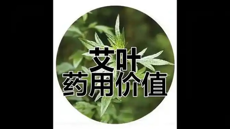 艾叶的药性与功效解析