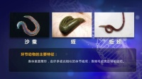 实验探究一 观察蚯蚓(生物人教版八上)