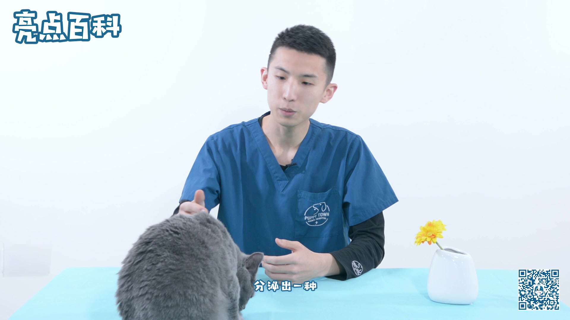 猫咪多久洗一次澡 为什么不建议经常洗?