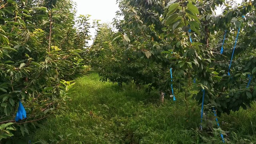 樱桃树根系分布浅,大风过后倒伏当下不易扶正