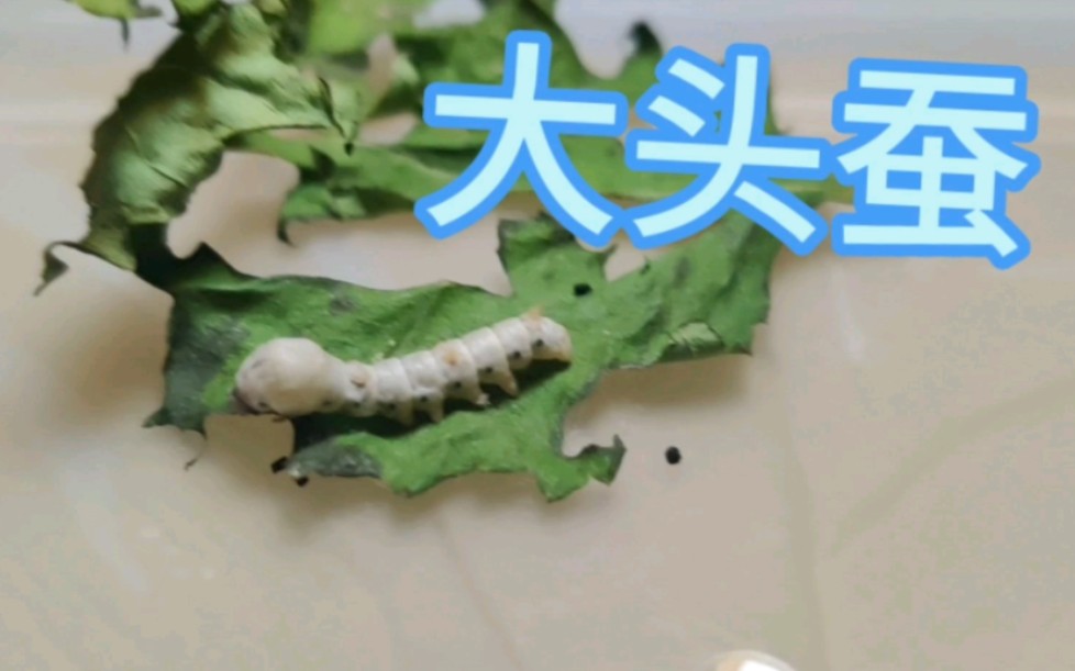 记录蚕的蜕皮过程