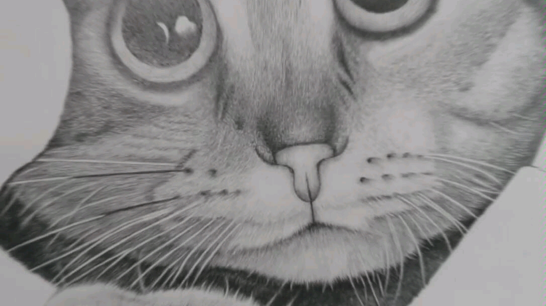 【素描】素描可爱的猫,小动物教程,学习美术绘画素描基础