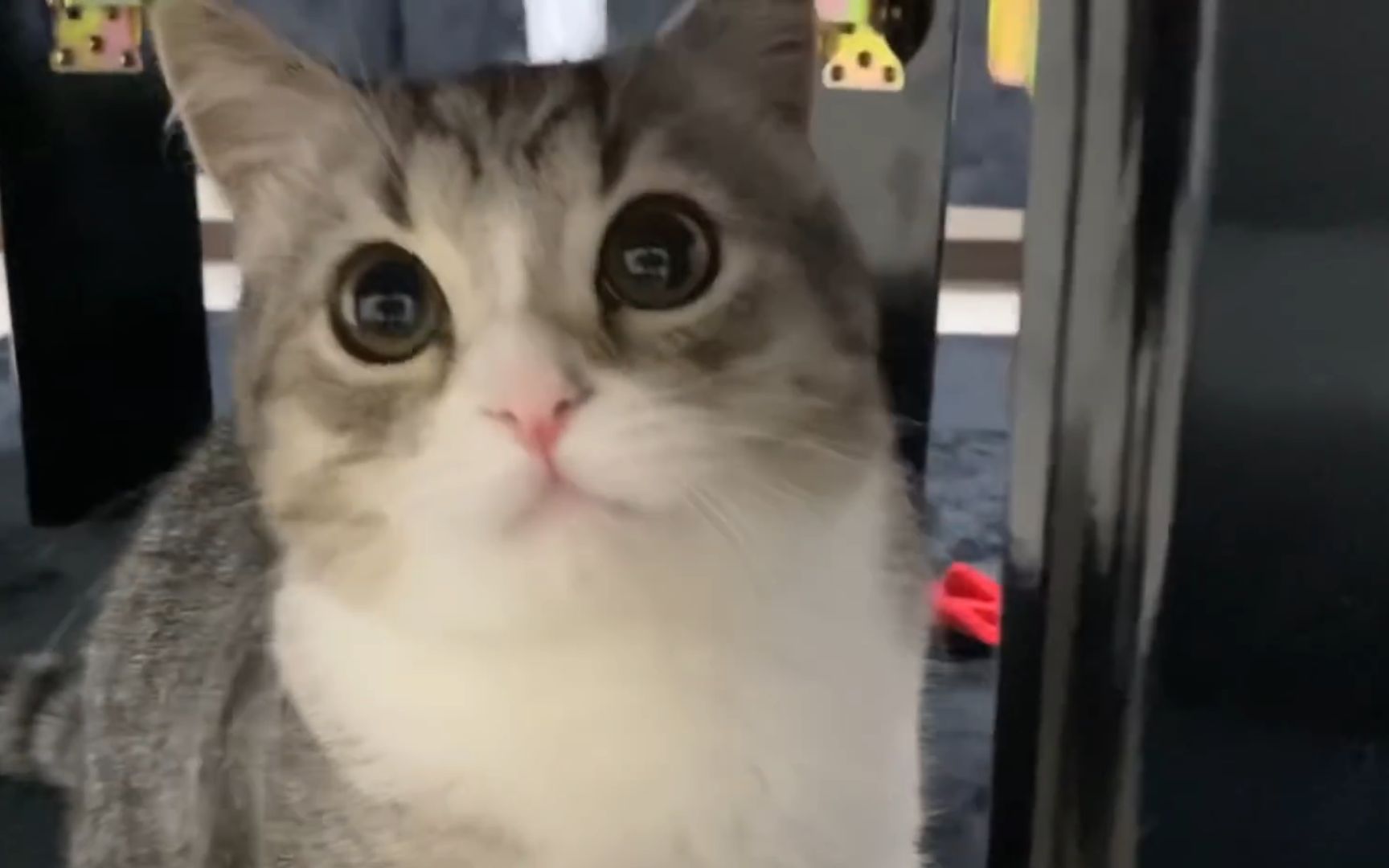 跟踪跟踪狂小猫的后发生的事…哈哈