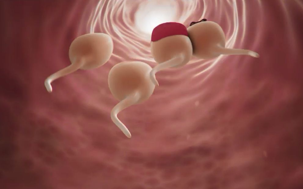 动画短片《Fat Chance》,一群小精子们的奇妙之旅