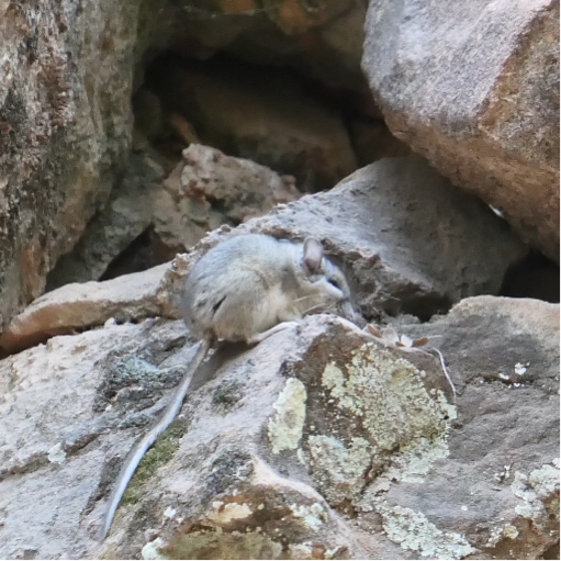 tjusong 